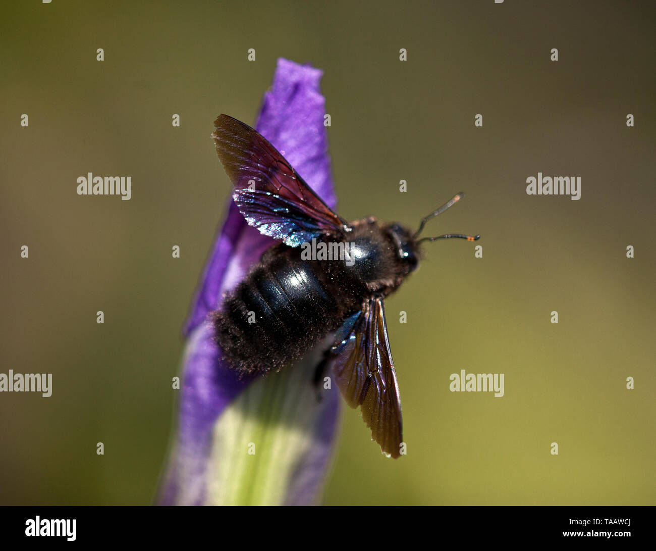 Insect and flowers in nature Stock Photo - Alamy