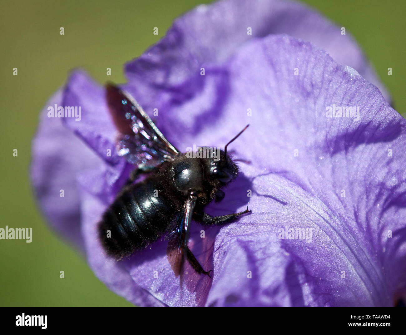 Insect and flowers in nature Stock Photo - Alamy