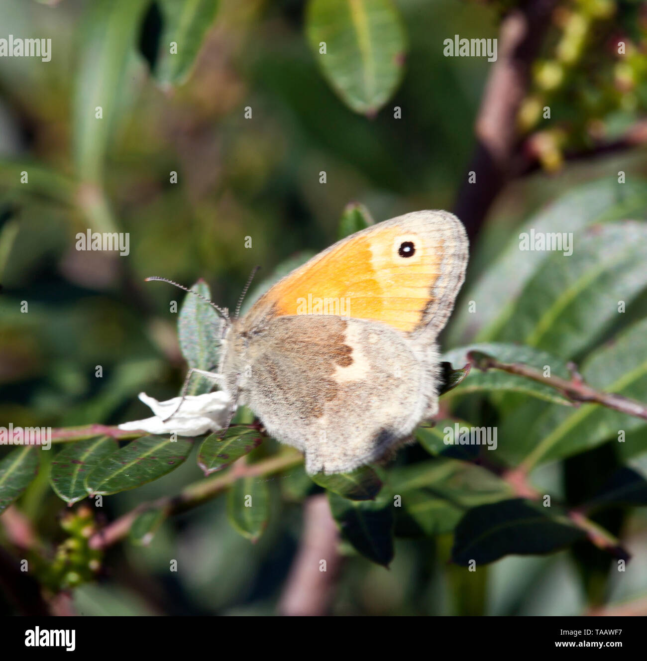 Panoramic insect hi-res stock photography and images - Alamy