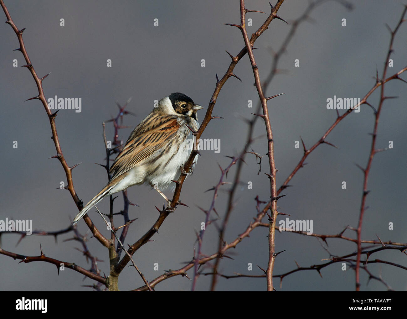 Male Reed Bunting, Mersehead RSPB Reserve, Dumfries Scotland Stock ...