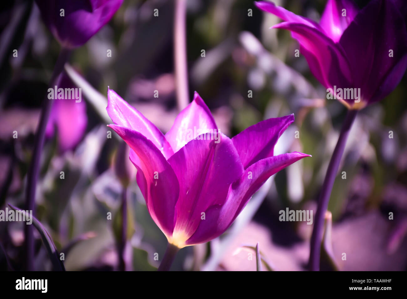 Close look flower hi-res stock photography and images - Alamy