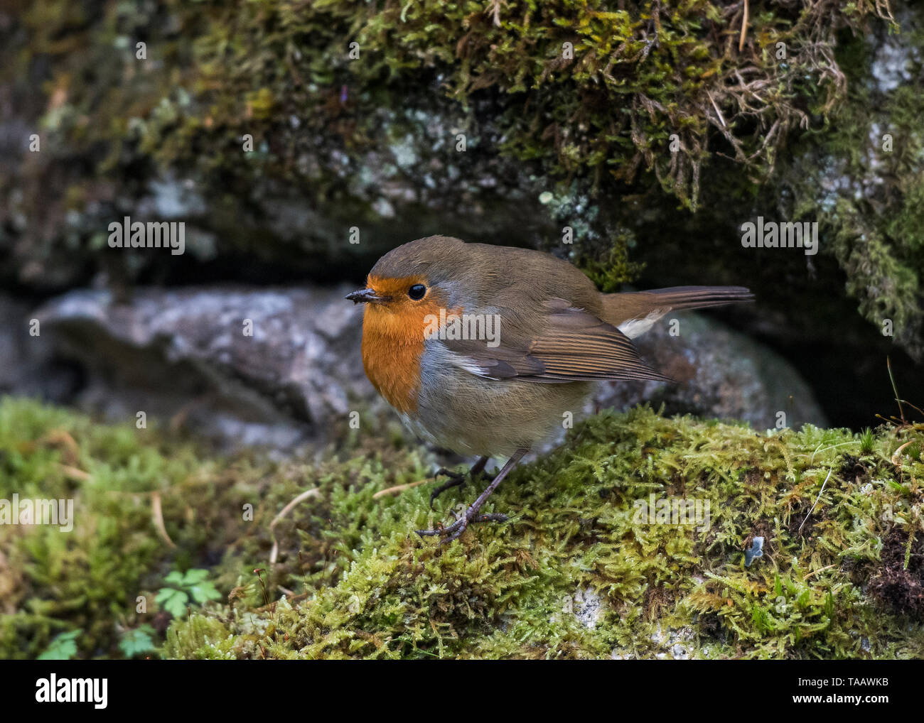 Robin, Dumfries and Galloway, Scotland Stock Photo - Alamy