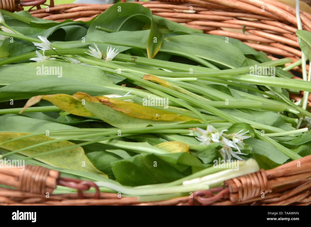 Ramson hi-res stock photography and images - Alamy