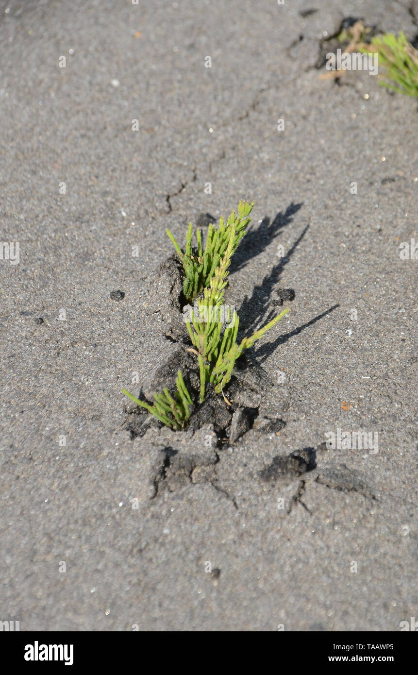 Strong plant hi-res stock photography and images - Alamy