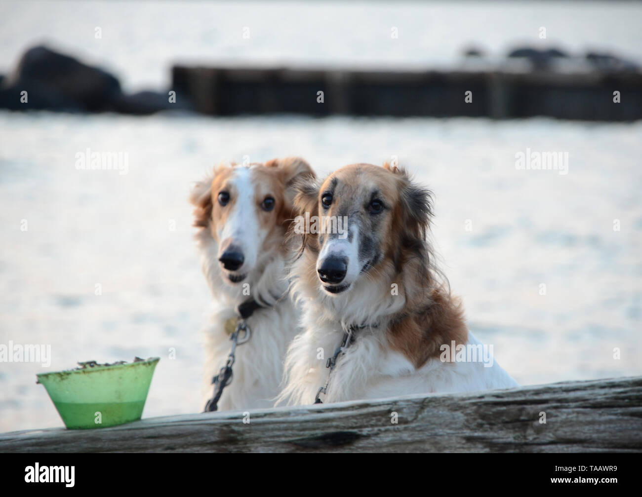 Two borzoi sitting at a beach with a green water bowl in the foreground ...