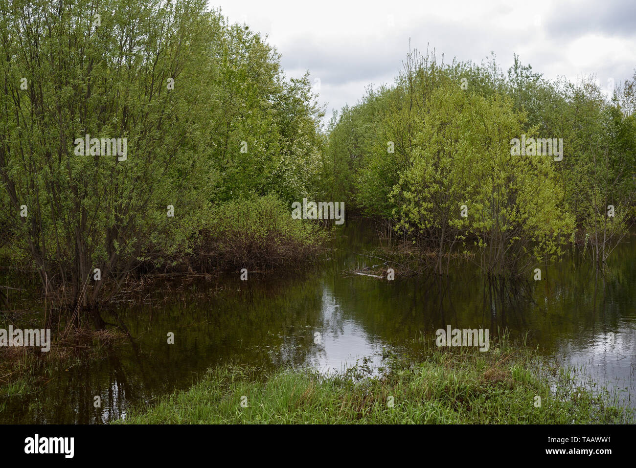 Landscape. High water in the fields in late spring Stock Photo - Alamy