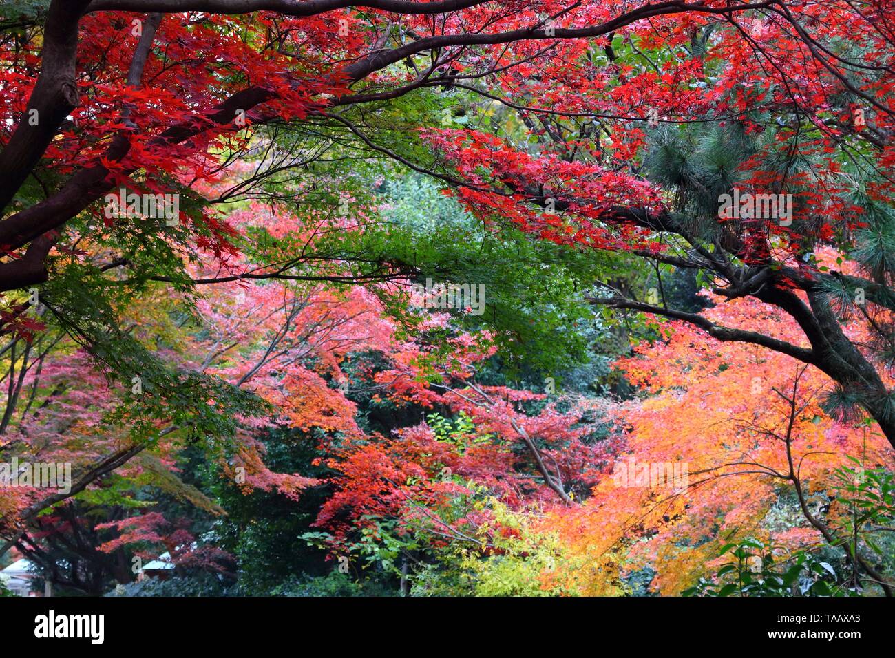 Autumn leaves in Japan - red momiji leaves (maple tree) in Tokyo ...