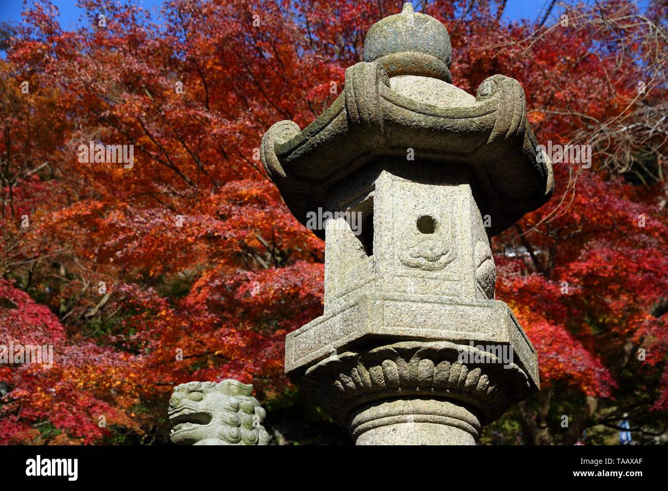 Autumn leaves in Japan - red momiji leaves (maple tree) in Kamakura ...