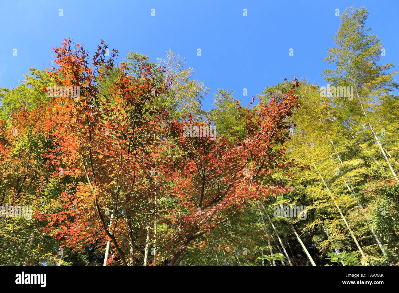 Autumn leaves and green bamboo grove in Japan - red momiji leaves ...