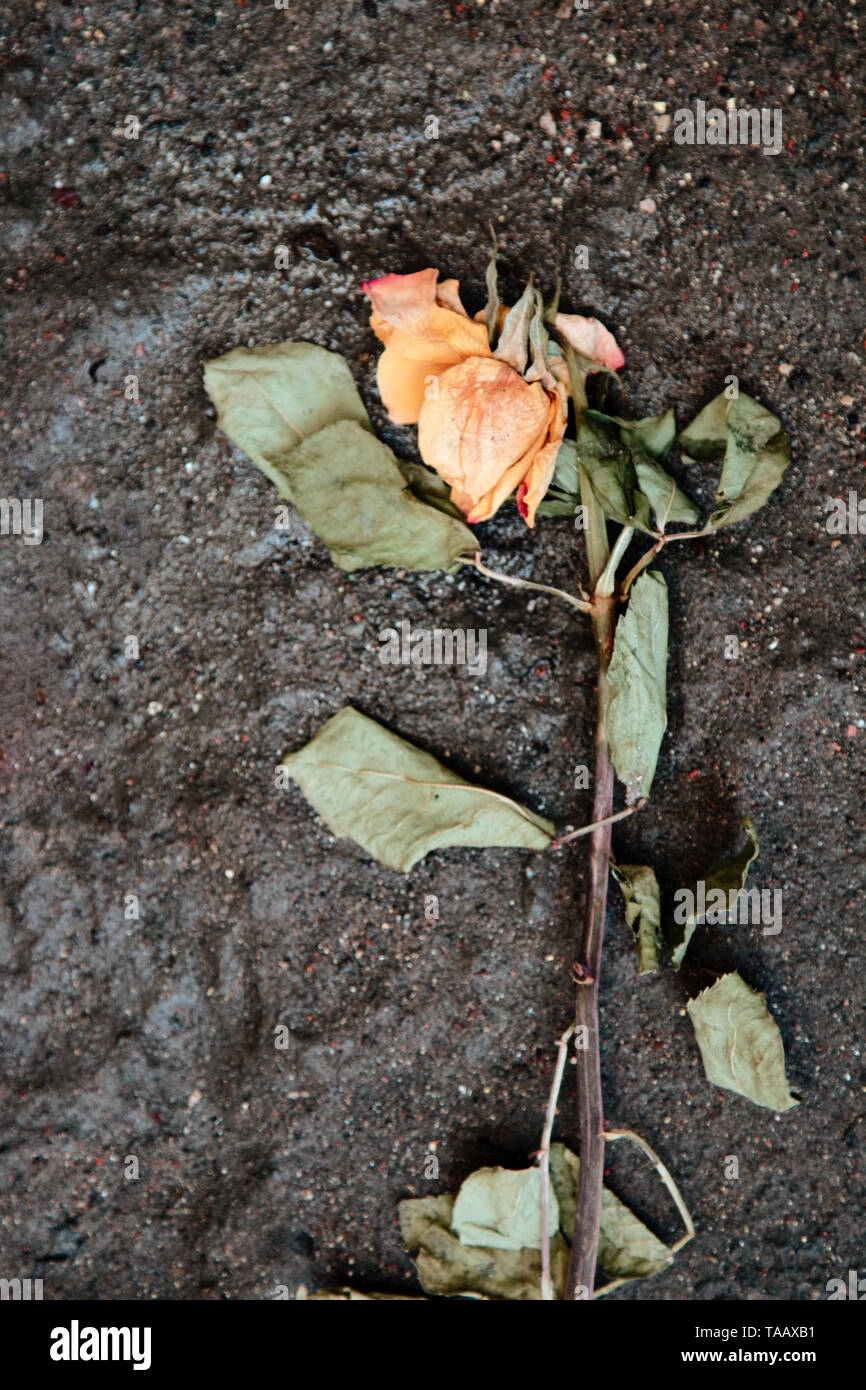 rose of lost love trampled on road. unnecessary, unfulfilled hopes and ...