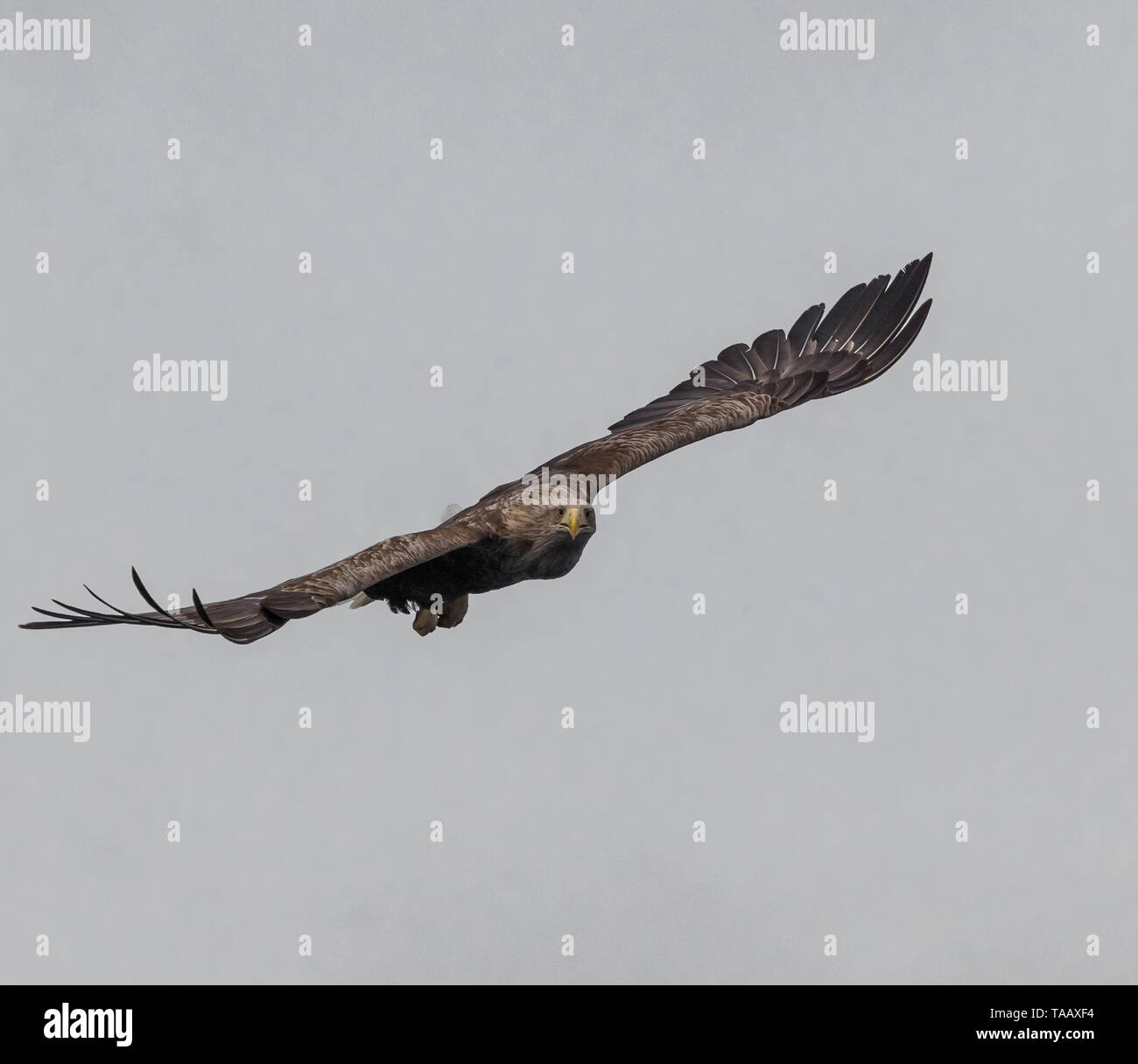 White-Tailed Sea Eagle in Flight Stock Photo - Alamy