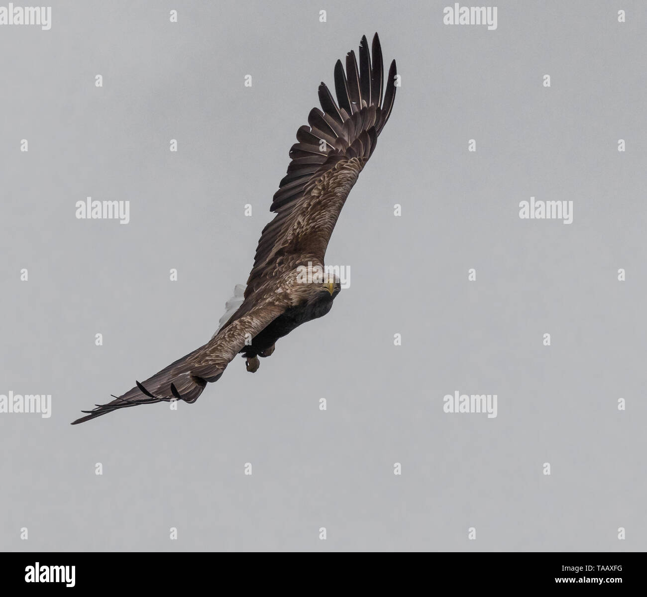 White-Tailed Sea Eagle in Flight Stock Photo - Alamy