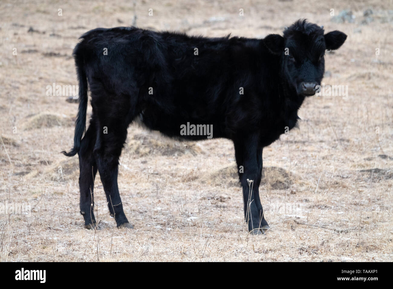 Black calf. Caucasian cattle breeding, livestock breeding. Cows graze ...