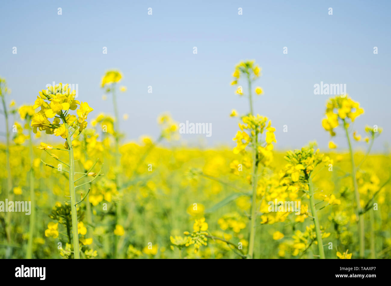 Rape. Rapeseed field during flowering. Cabbage family. Oilseed culture ...