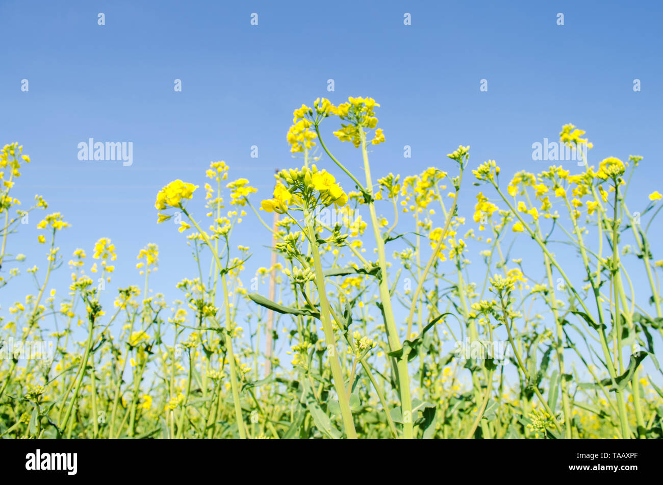 Rape. Rapeseed field during flowering. Cabbage family. Oilseed culture ...