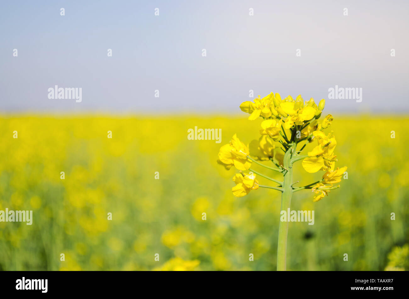 Rape. Rapeseed field during flowering. Cabbage family. Oilseed culture ...
