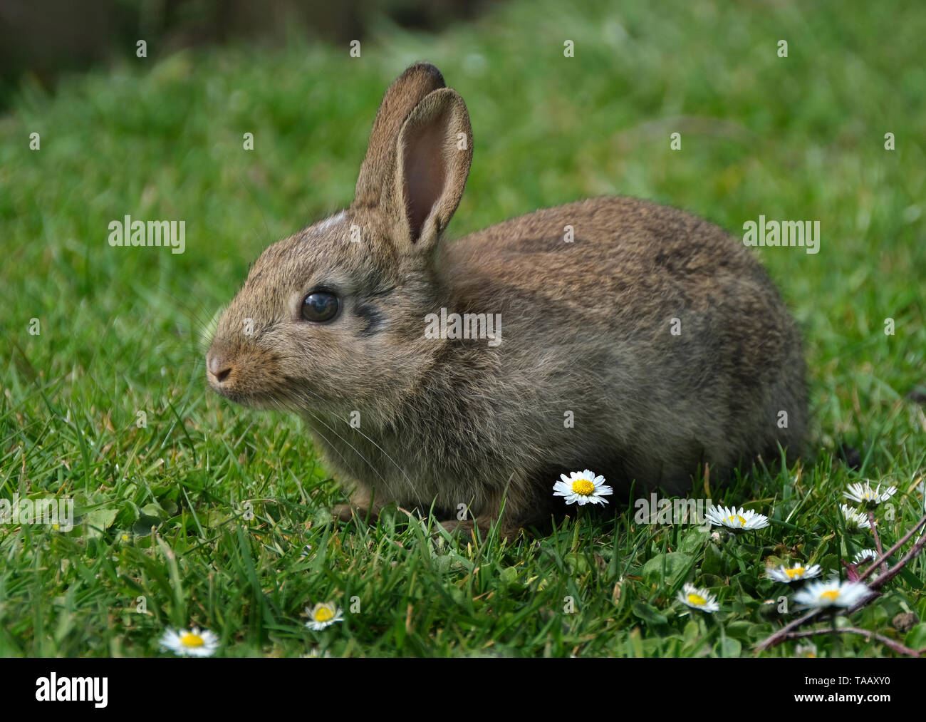 Rabbits are small mammals in the family Leporidae of the order ...