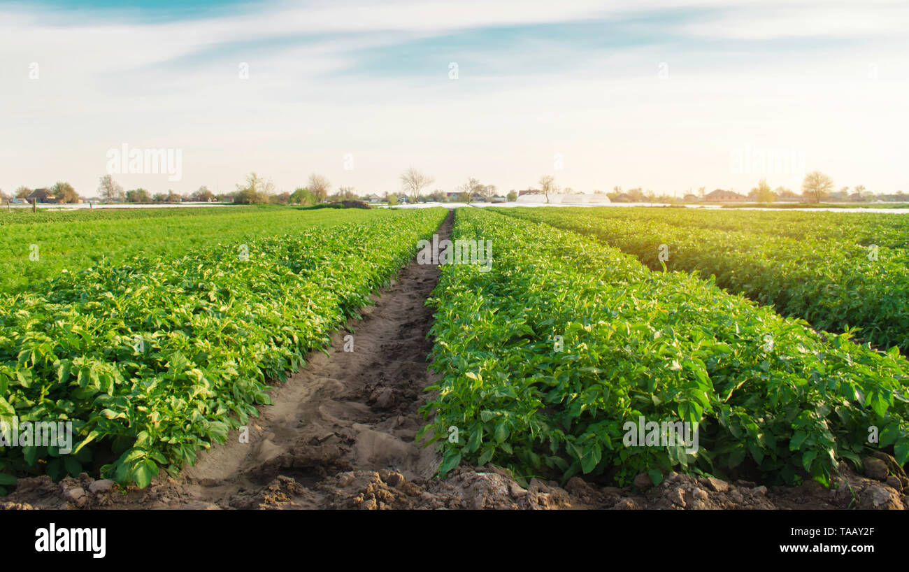 Potato plantations are growing in the field. Organic vegetables. Beautiful agricultural ...