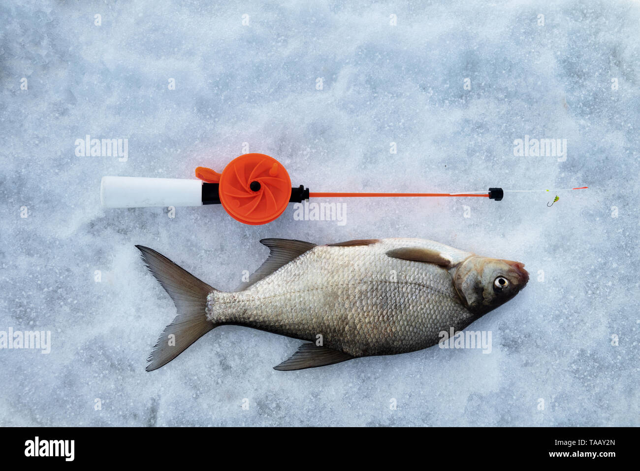Fish bream in the snow. Caspian bream (Abramis brama orientalis). Ice ...