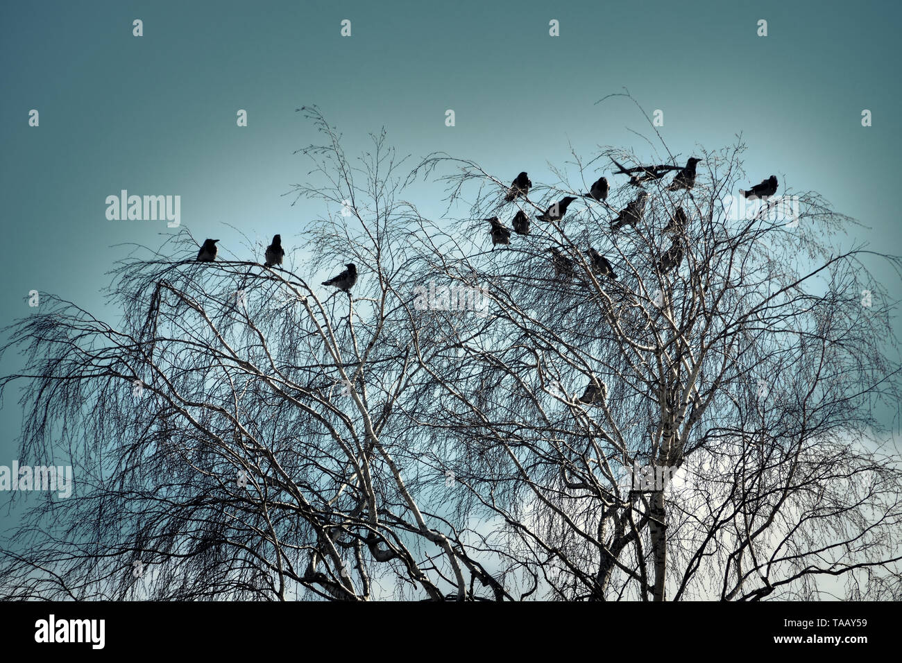 Hooded crows gathered overnight in city Park at spring. Public roosting ...
