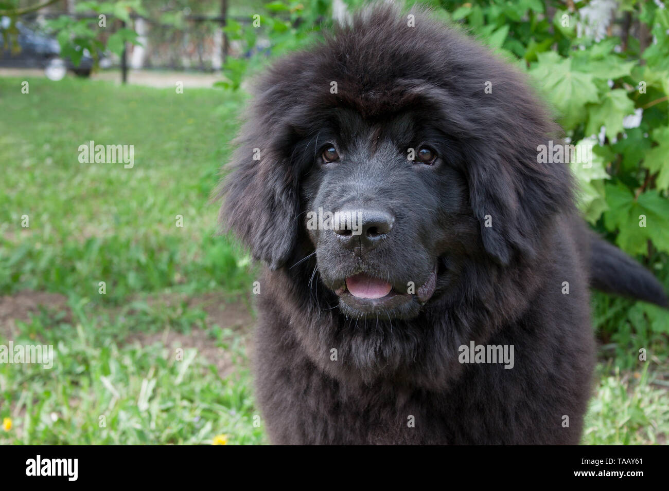 Cute newfoundland puppy is sitting on a green grass. Pet animals Stock ...