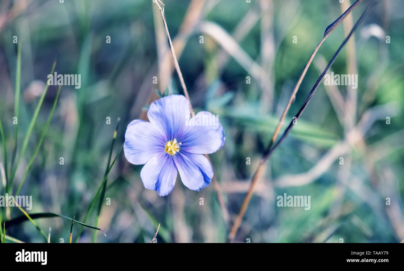 Microscopic view of flower hi-res stock photography and images - Alamy