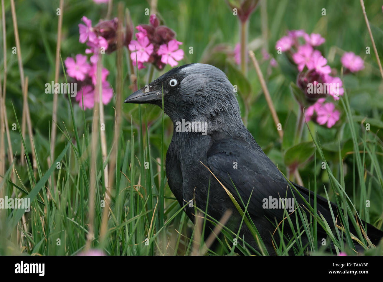The western jackdaw, also known as the Eurasian jackdaw, European ...