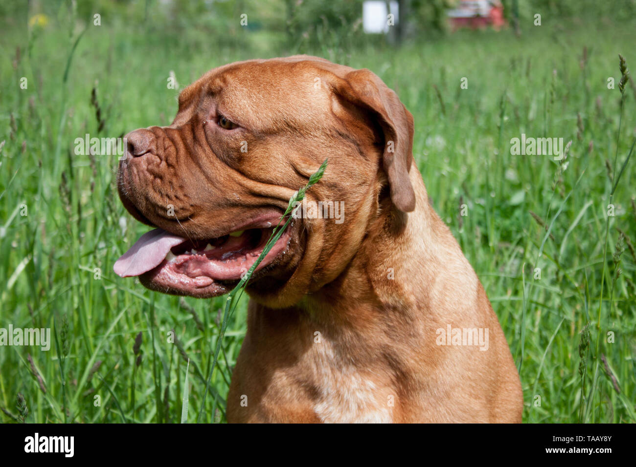 Cute french mastiff puppy on a green meadow. Pet animals Stock Photo ...