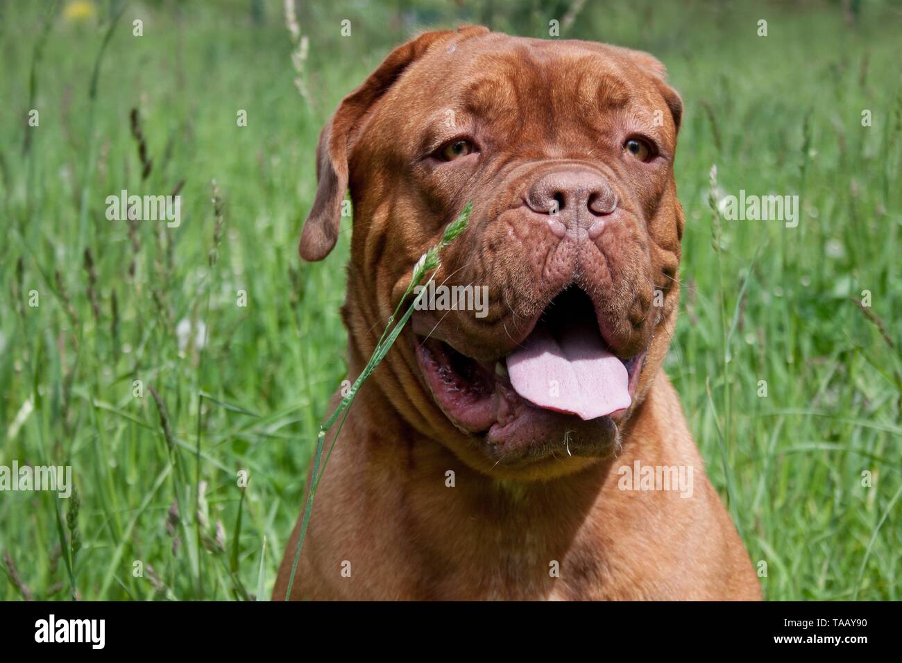 Cute bordeaux mastiff puppy close up. Pet animals Stock Photo - Alamy