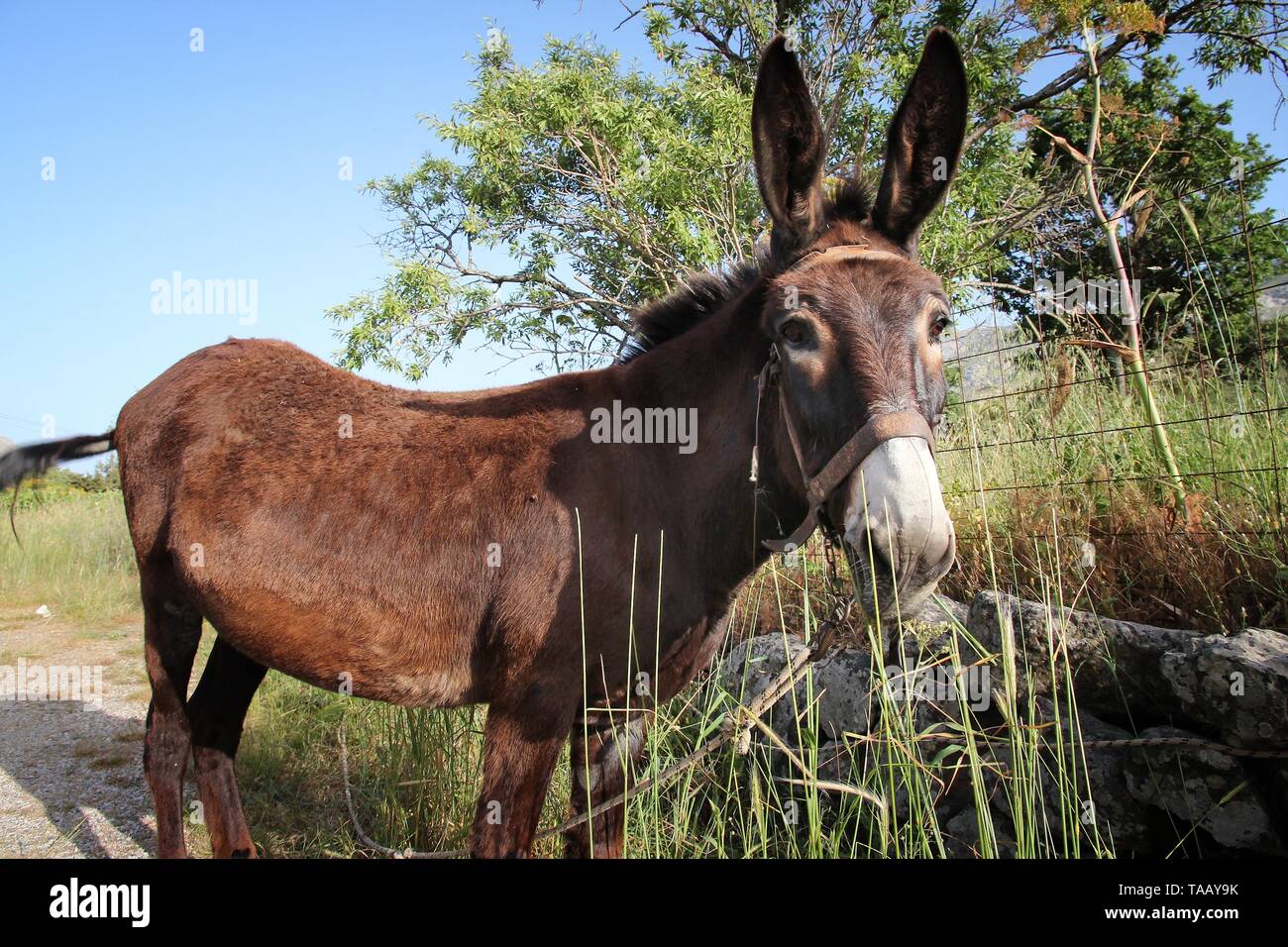 Donkey, typical Greek farm animal. Crete, island in Greece Stock Photo ...