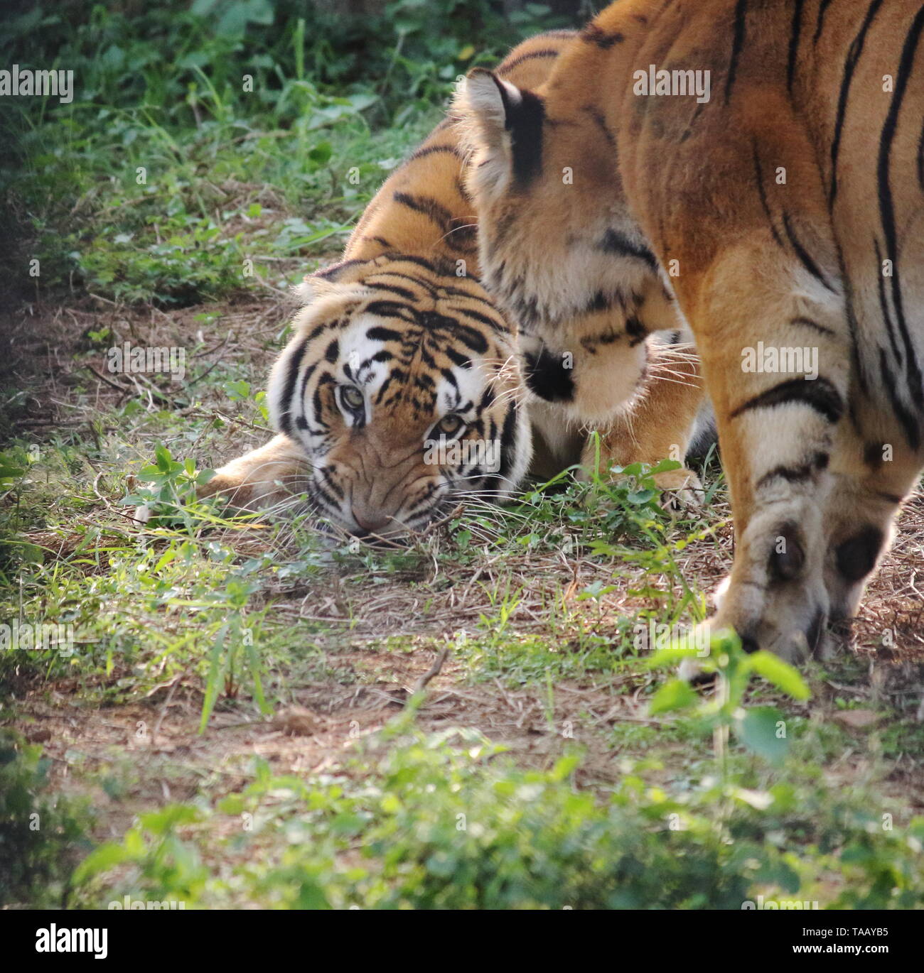 Face off between two Bengal Tigers Stock Photo - Alamy