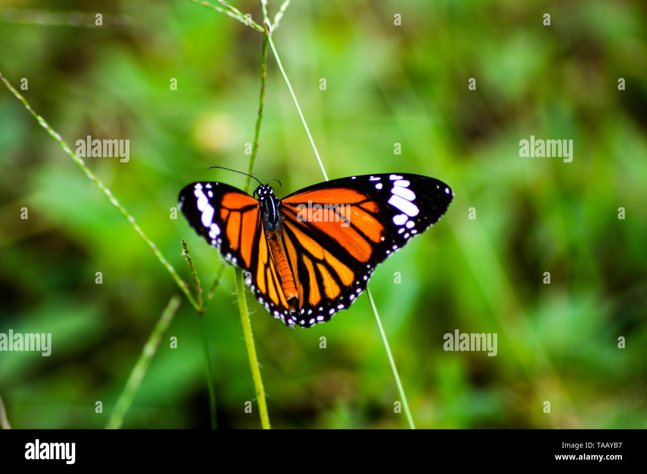 Monarch Butterfly Spreading its wings Stock Photo - Alamy