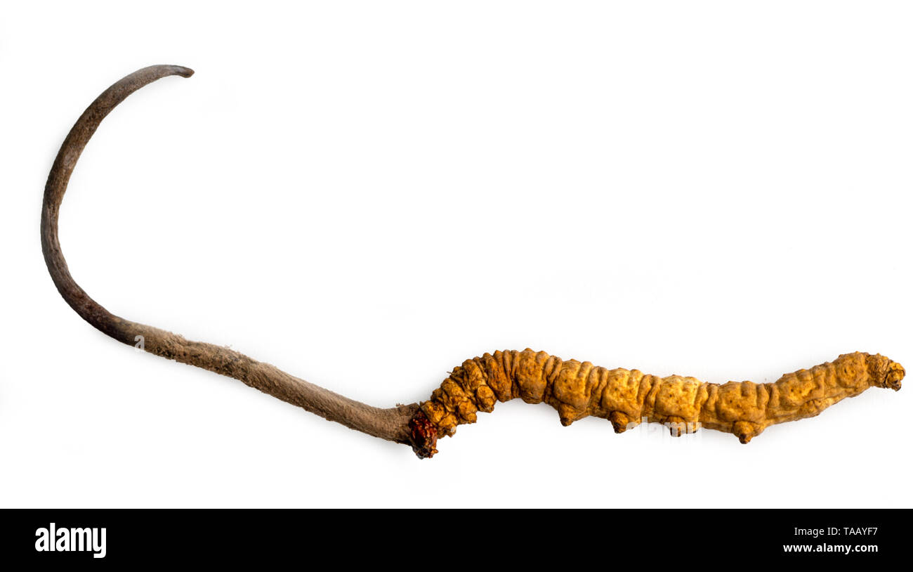 cordycepe sinensis (CHONG CAO, DONG CHONG XIA CAO) or mushroom cordyceps this is a herbs on ...