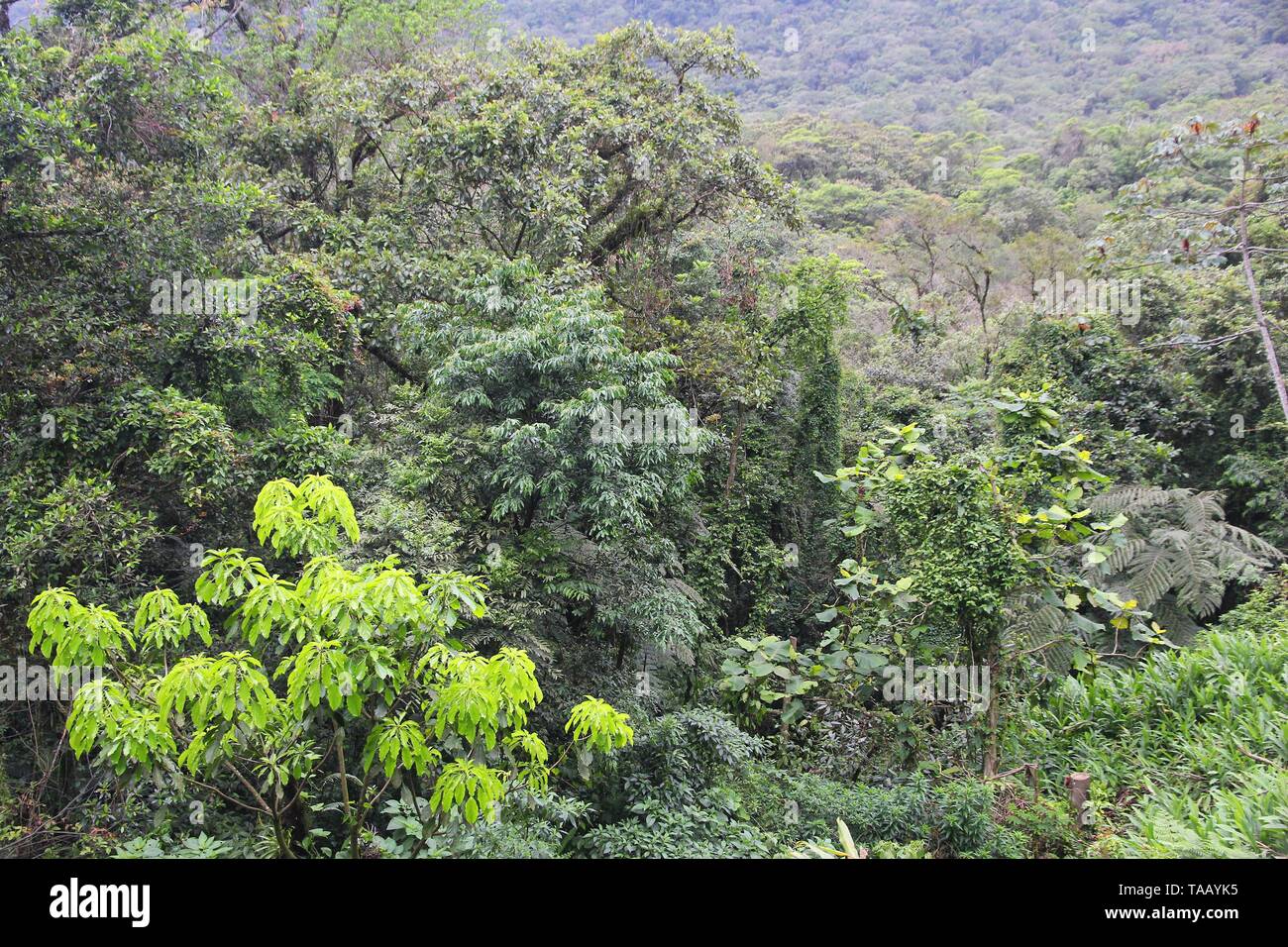 Brazil - jungle in Parana region. Rainforest nature Stock Photo - Alamy