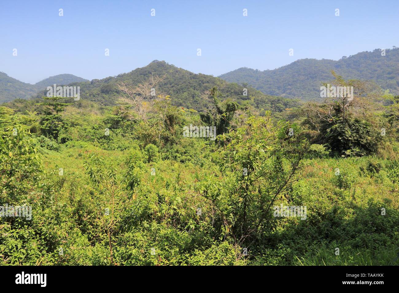 Brazil jungle landscape - Mata Atlantica rainforest hills Stock Photo ...