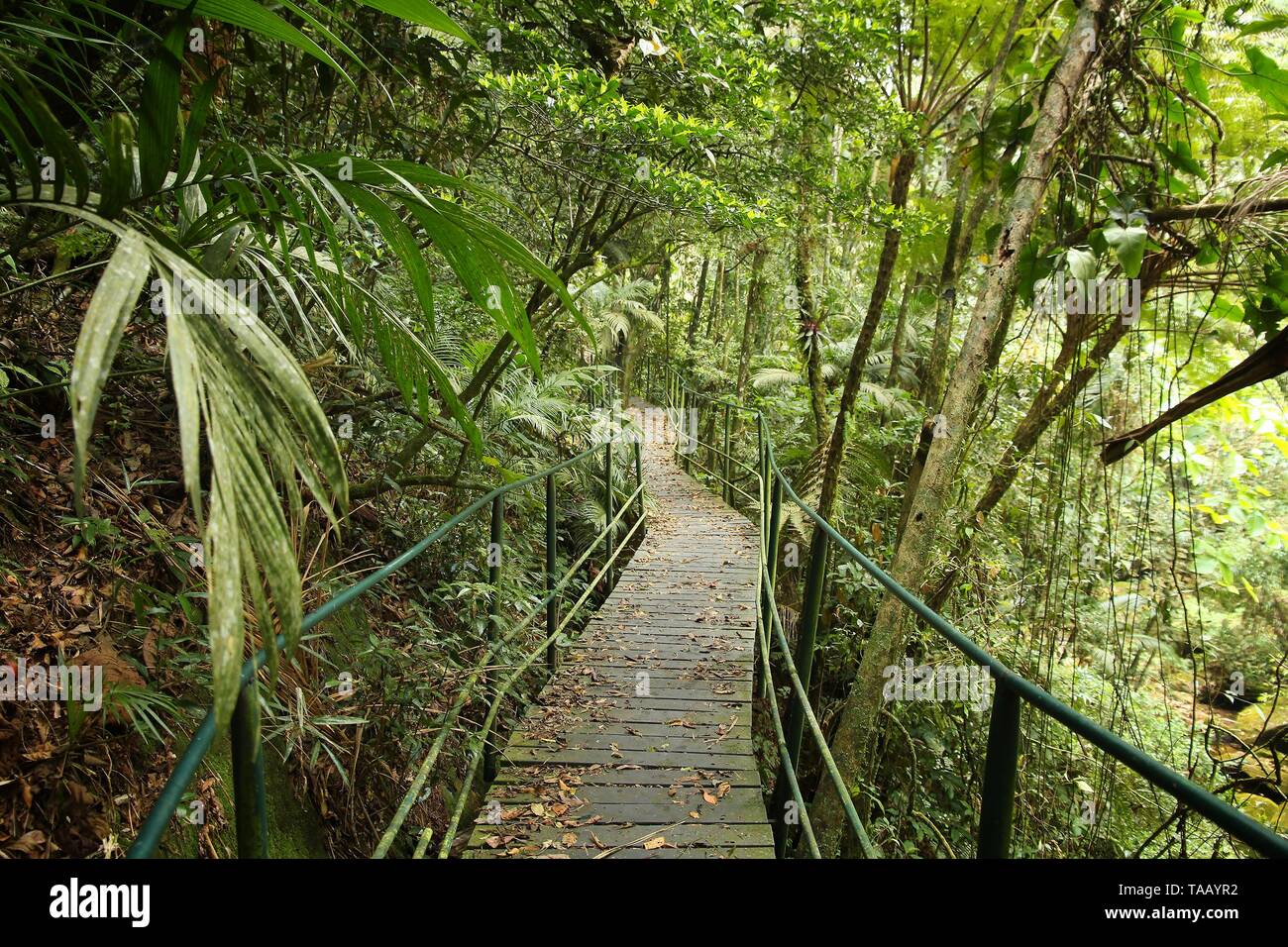 Brazil - jungle hiking trail boardwalk in Mata Atlantica (Atlantic ...