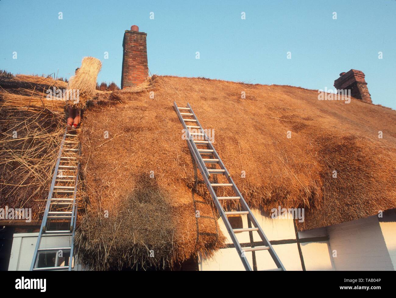 Thatcher working on roof, UK Stock Photo - Alamy