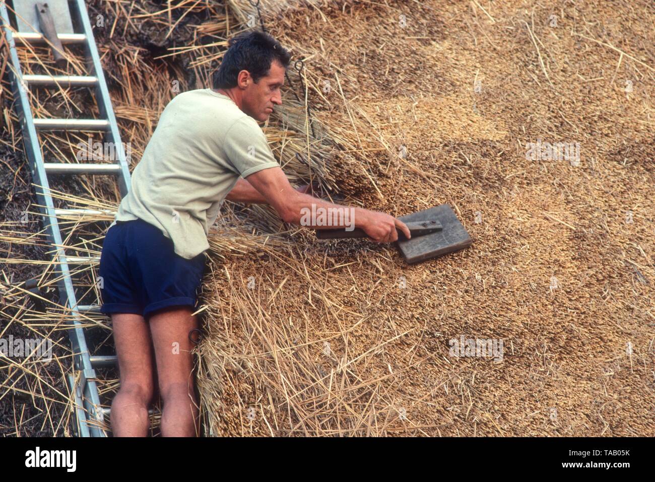 Thatcher working on roof using a legget, UK Stock Photo - Alamy