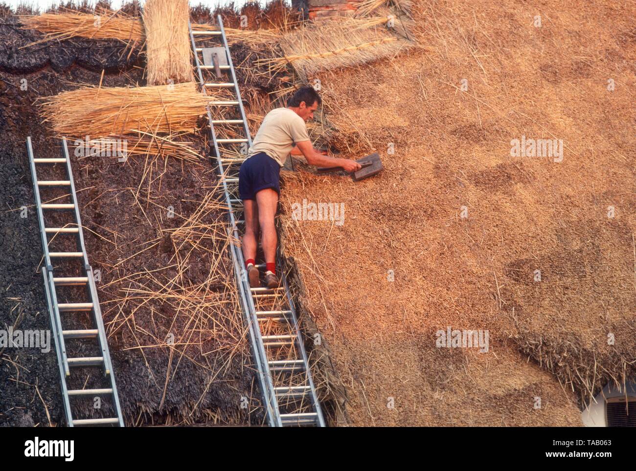 Thatcher working on roof using a legget, UK Stock Photo - Alamy