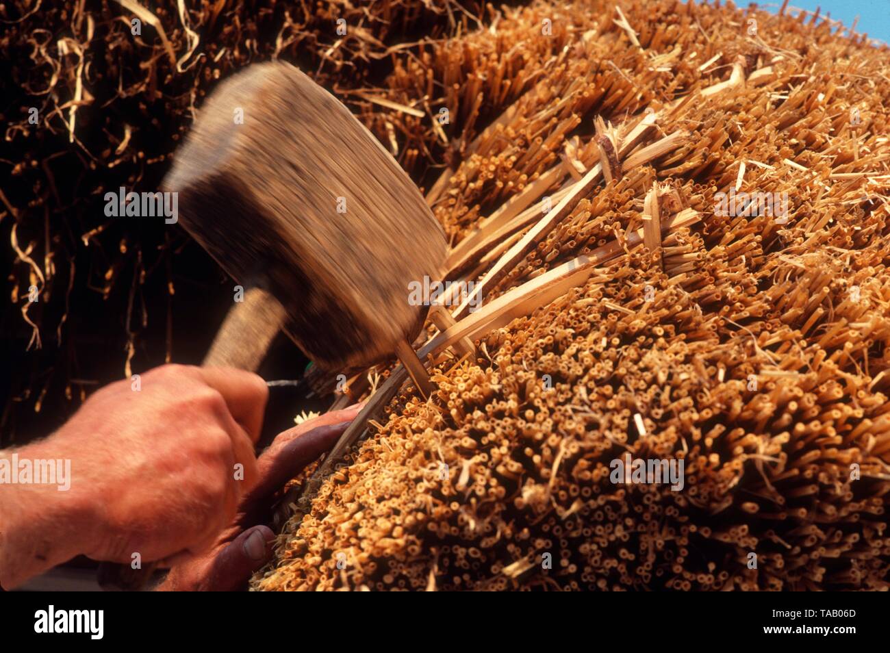 Hammering in reeding pins on thatched roof, UK Stock Photo - Alamy