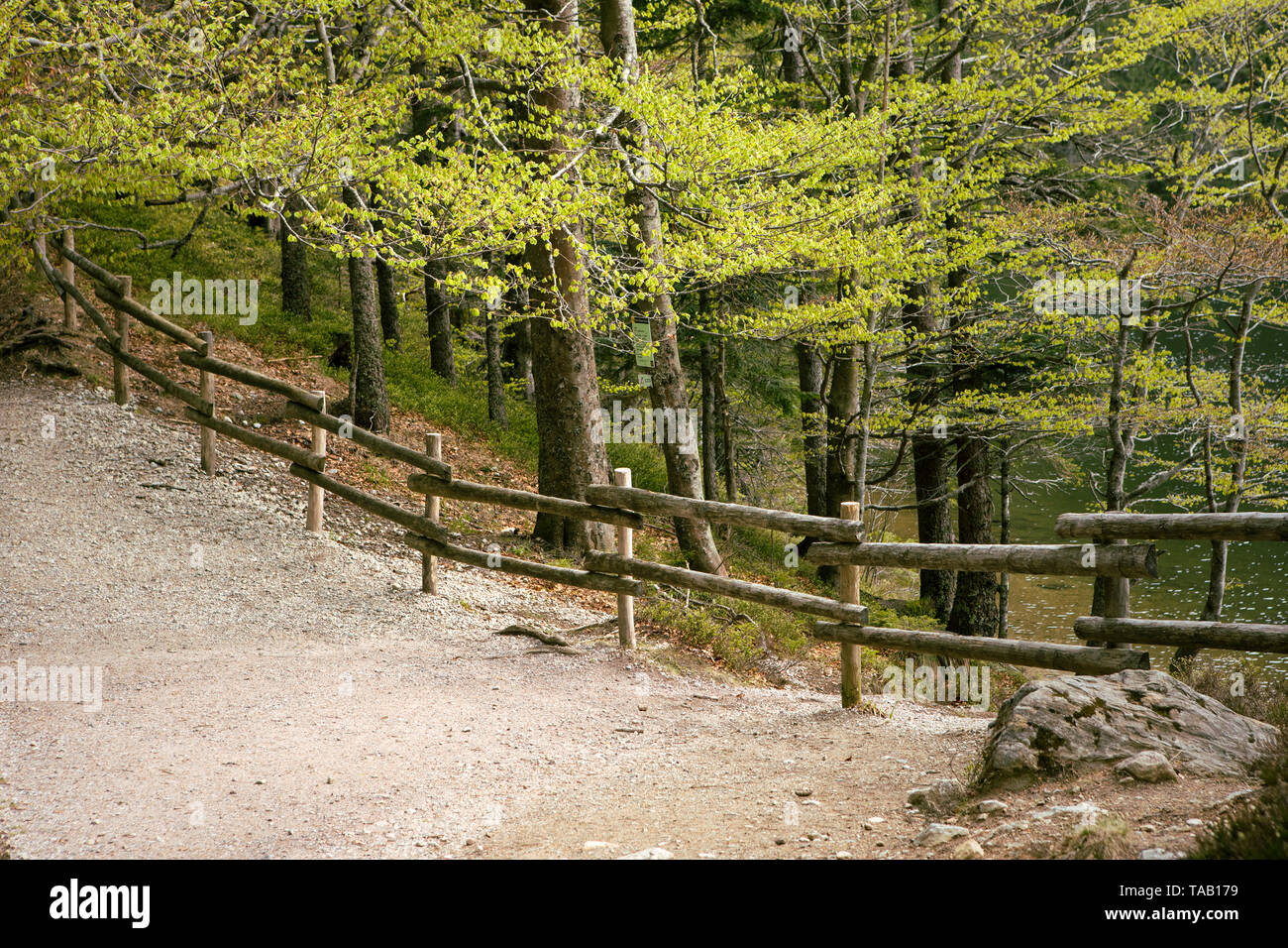 Path in wood in spring. Wooden fence in wild forest landscape. Mountain ...