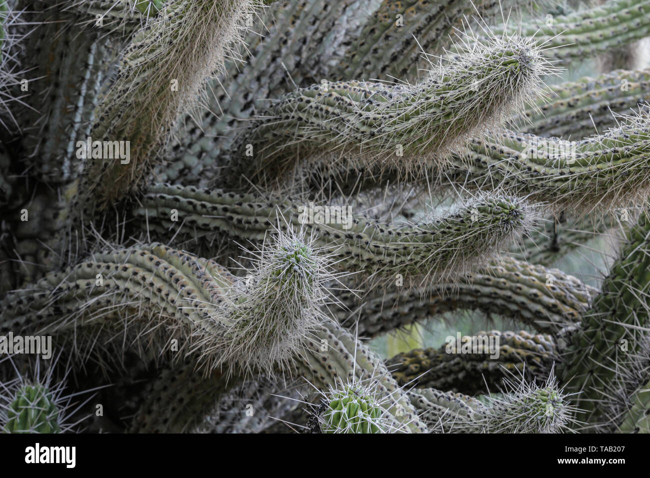 Long needle cactus hi-res stock photography and images - Alamy