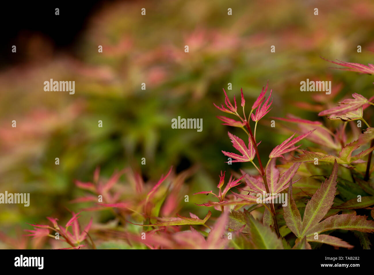 Closeup japanese maple hi-res stock photography and images - Alamy