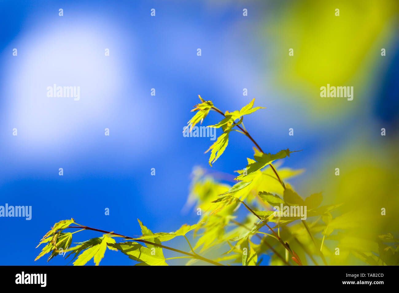 Sunny maple hi-res stock photography and images - Alamy