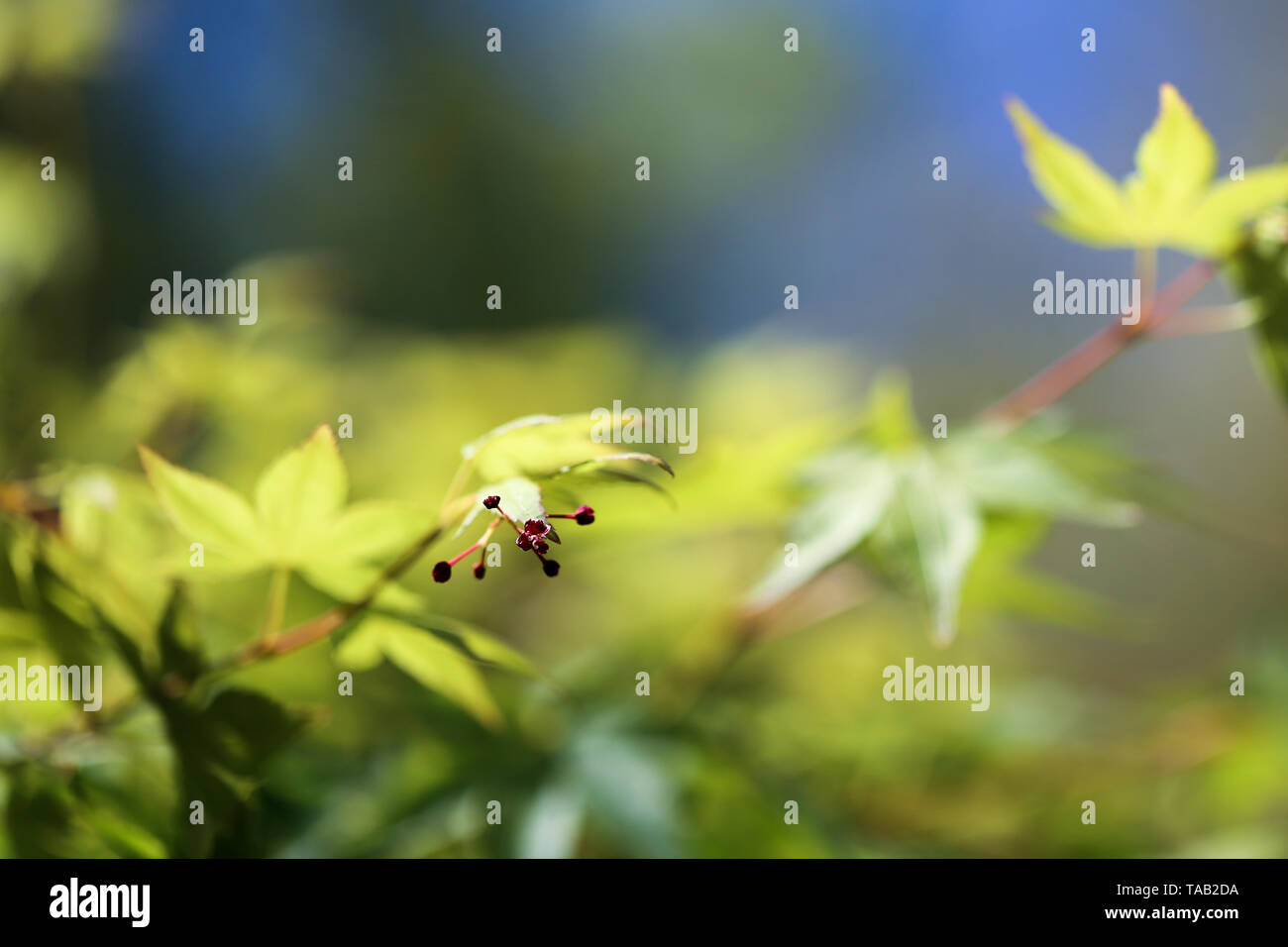 Sunny maple hi-res stock photography and images - Alamy