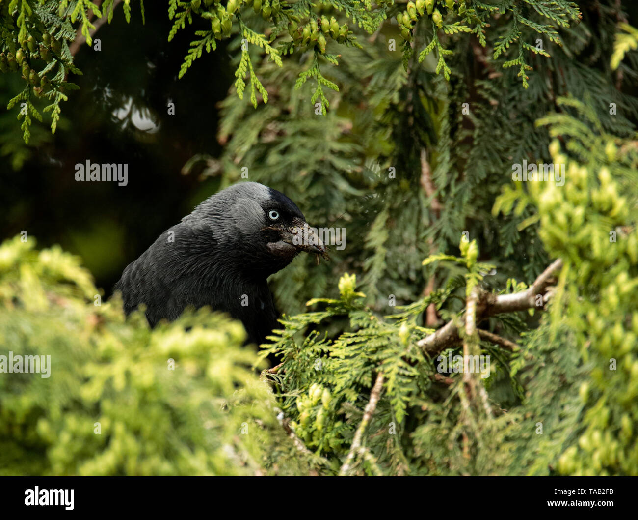 Jackdaw uk flying hi-res stock photography and images - Alamy