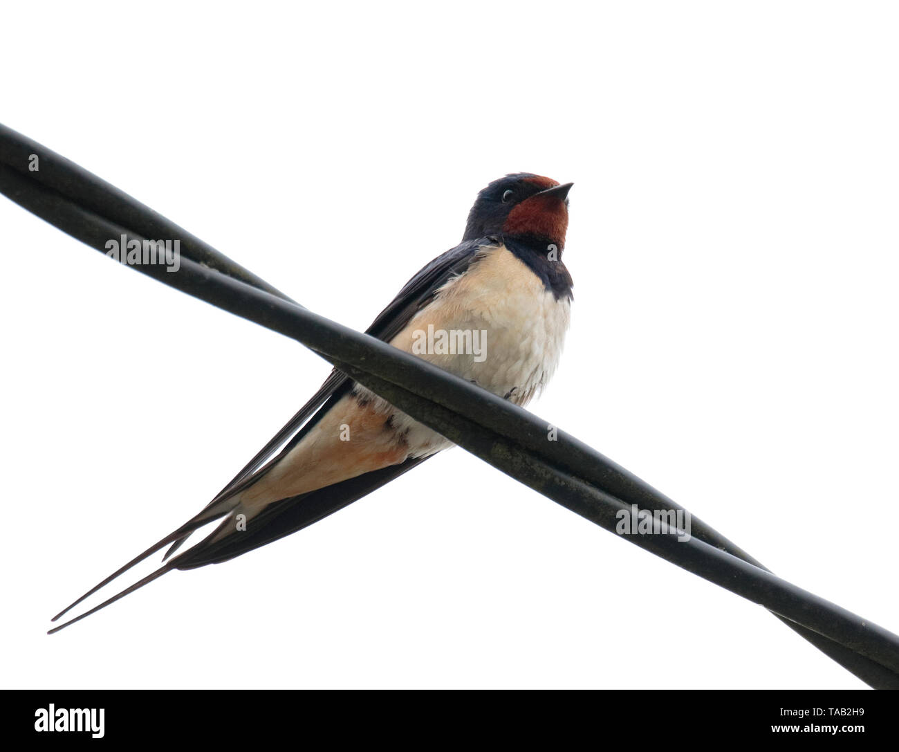 Swallows flying ireland hi-res stock photography and images - Alamy