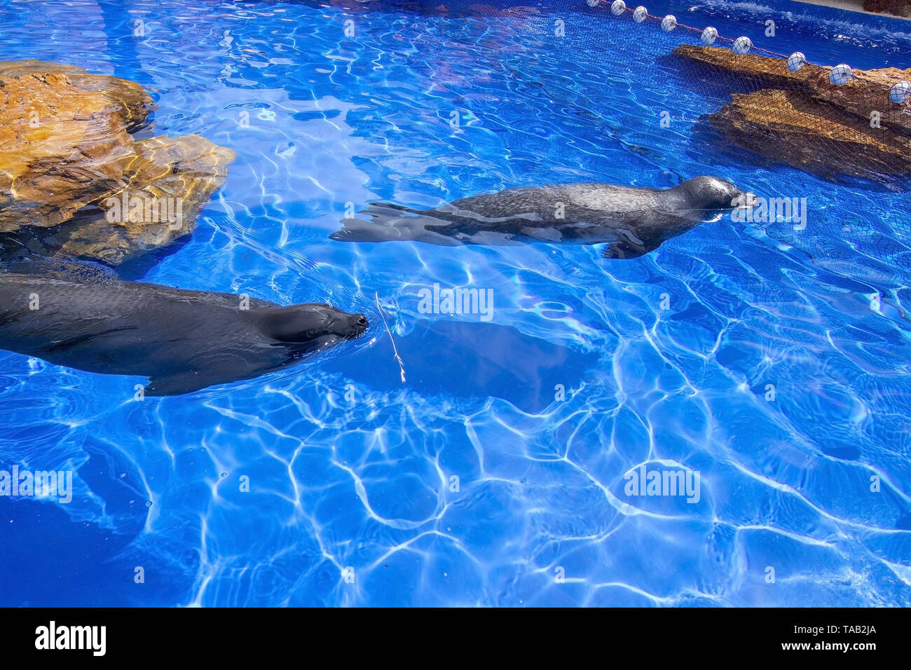 Sea lion and seal swimming in blue pool with rock in sunshine Stock ...