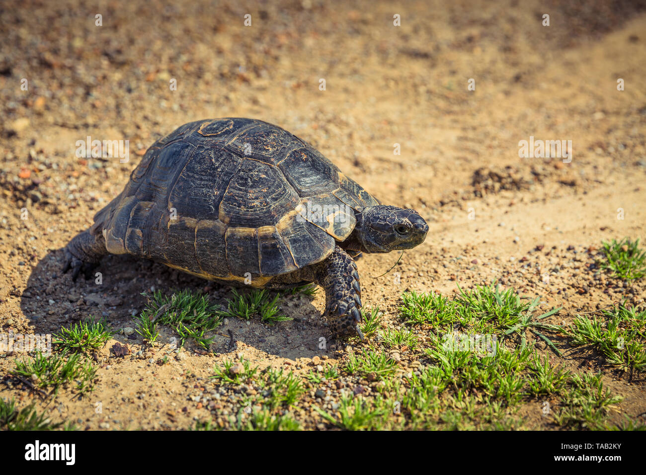 Turtle in wildlife in Turkey Stock Photo - Alamy