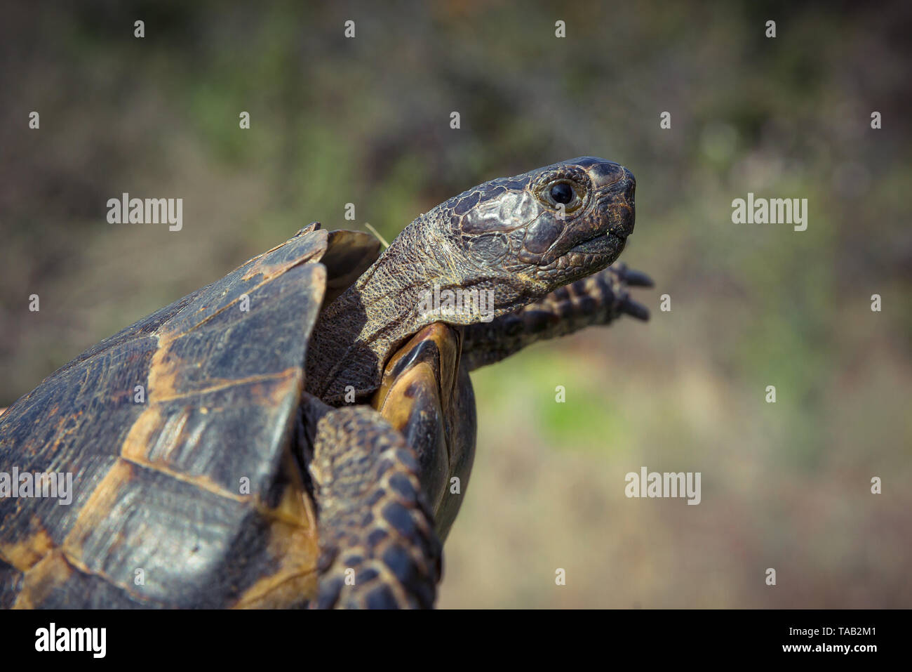 Turtle in wildlife in Turkey Stock Photo - Alamy